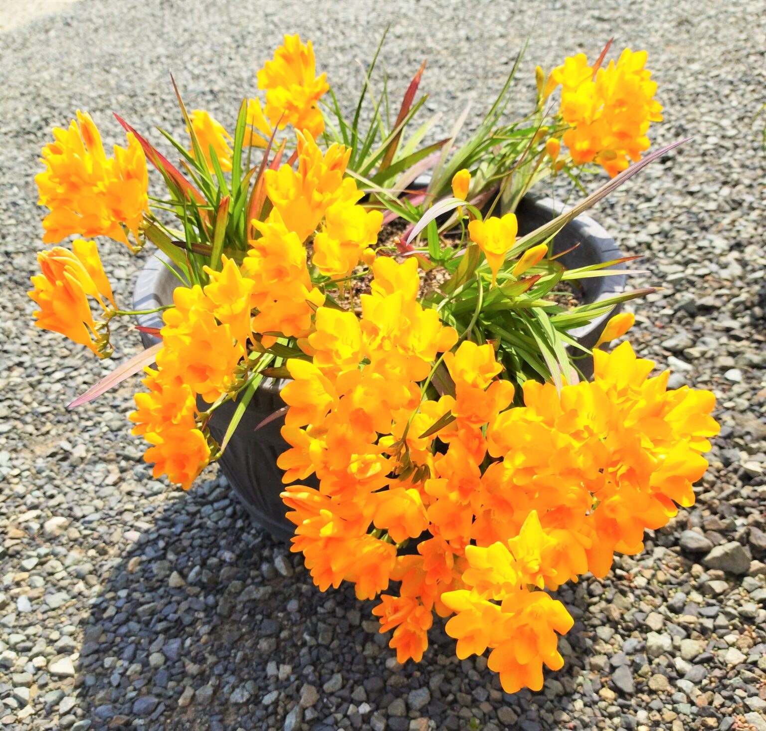 【フリージア】育て方・増やし方の方法 | earth green