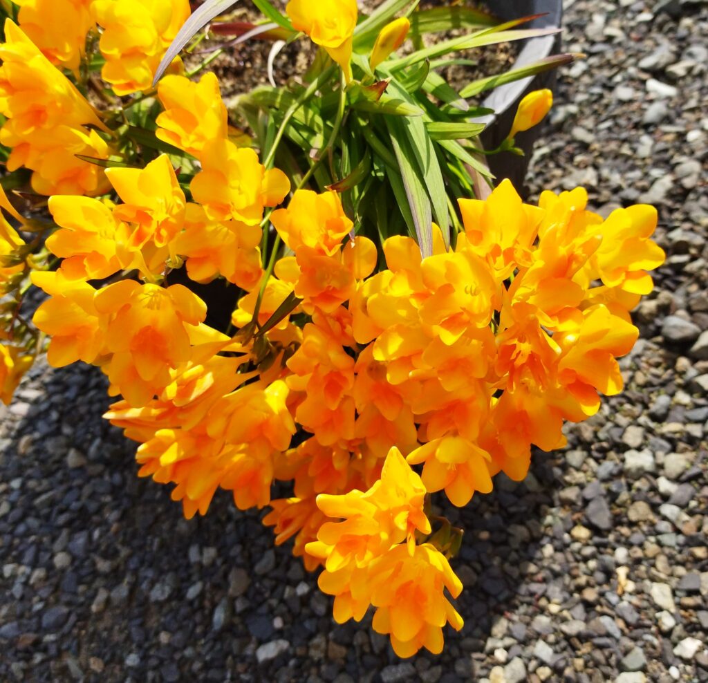 【フリージア】育て方・増やし方の方法